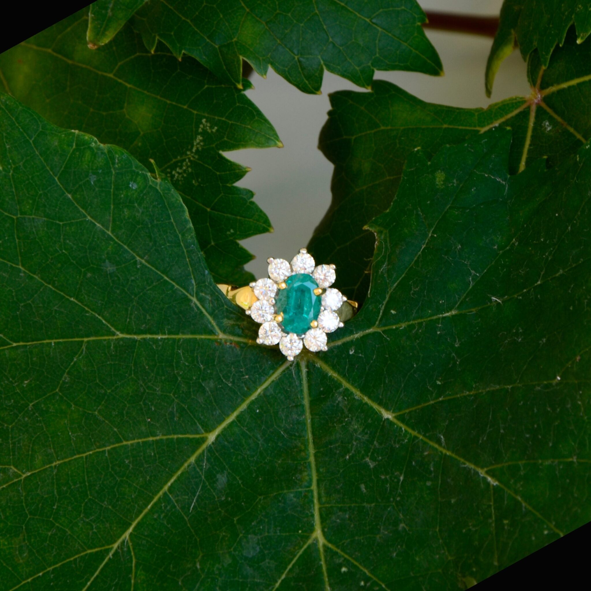 L'Émeraude : un jardin vert à reconnaître, évaluer et entretenir - ACDLR